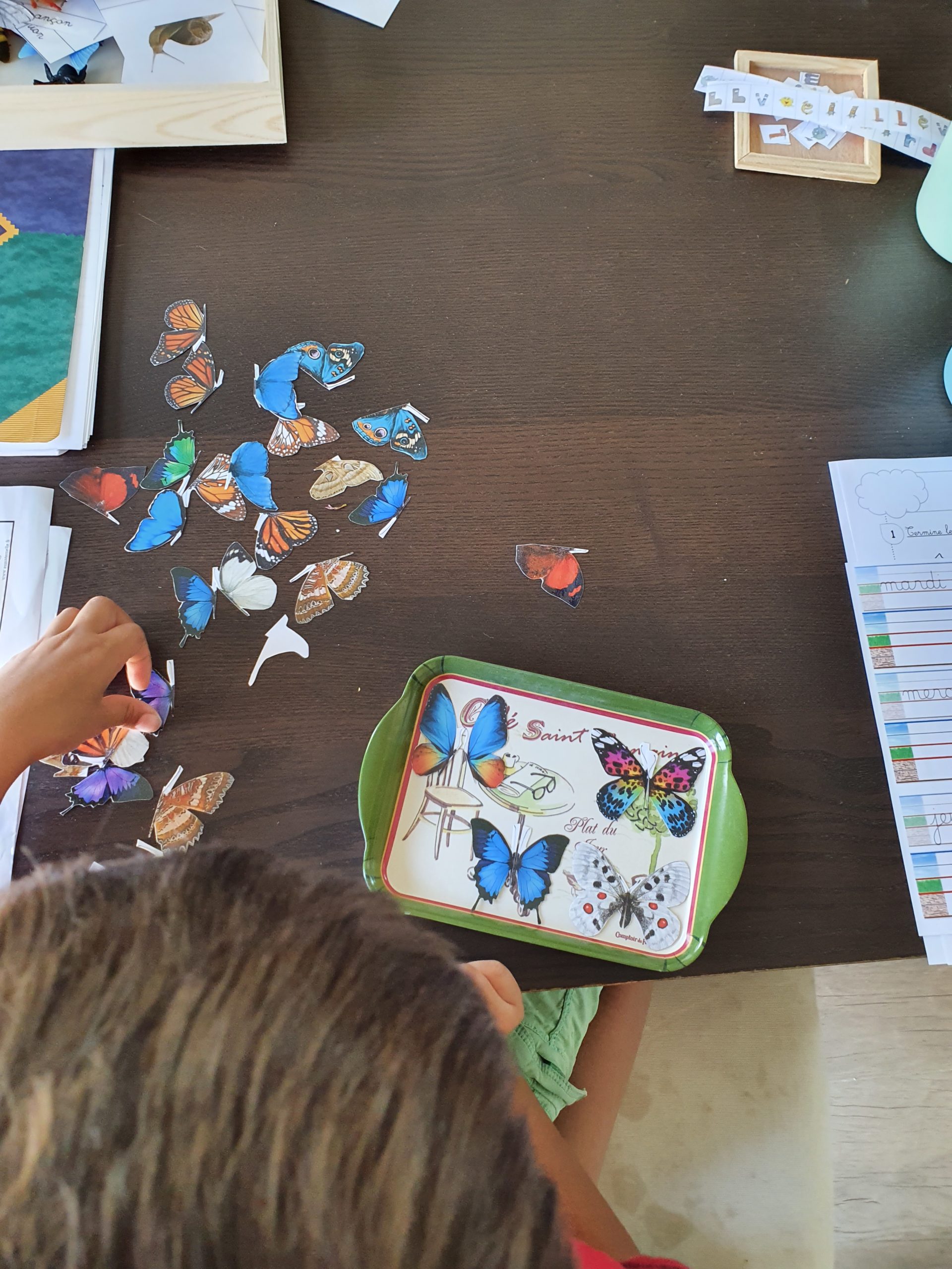 Activités sur les papillons – La caverne d'Anaïs