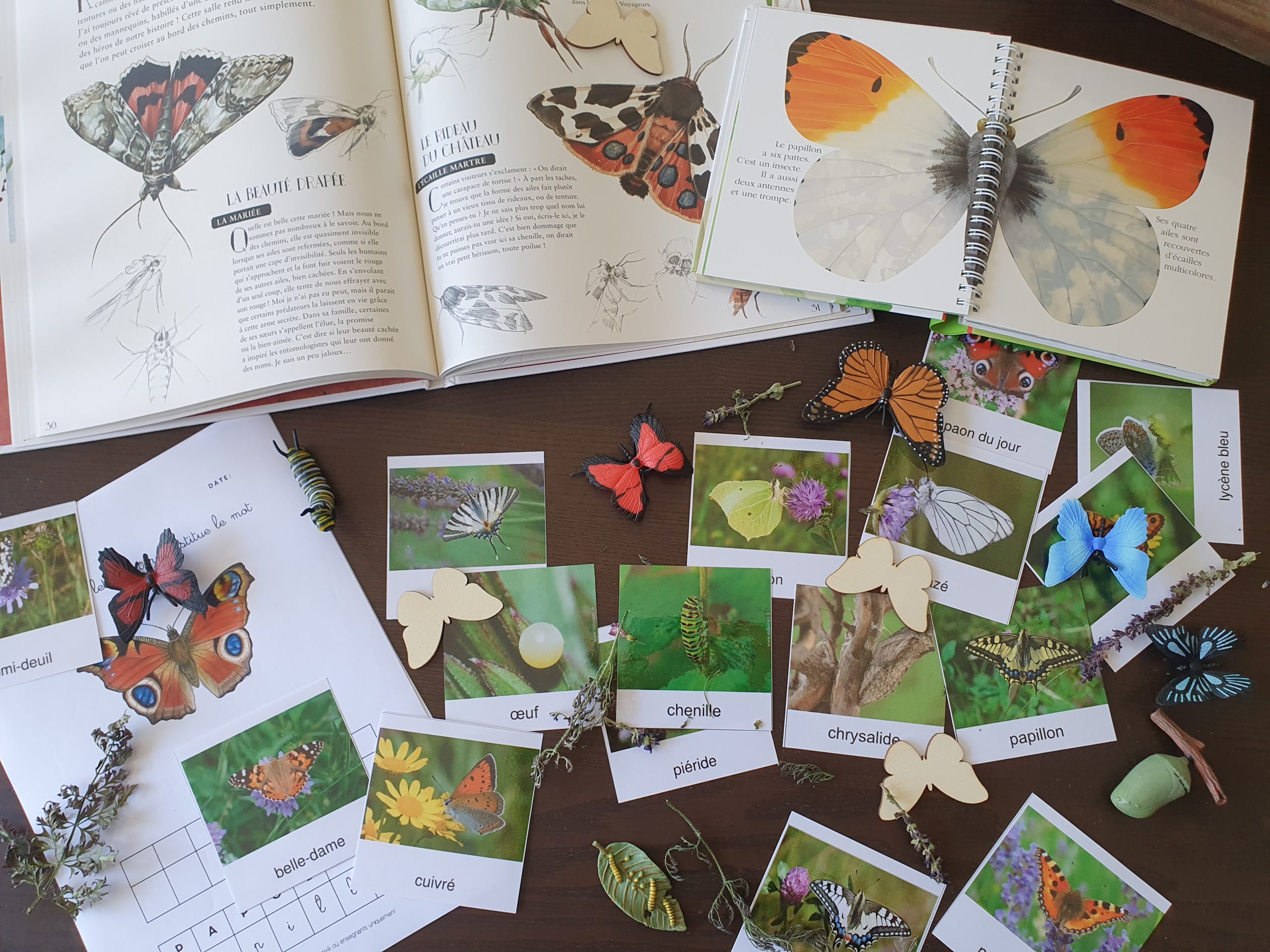 Activités sur les papillons – La caverne d'Anaïs