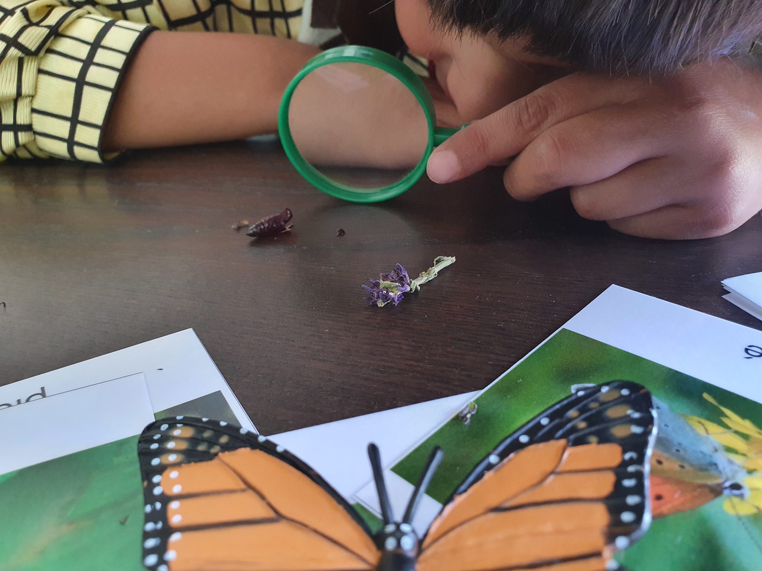 Activités sur les papillons – La caverne d'Anaïs